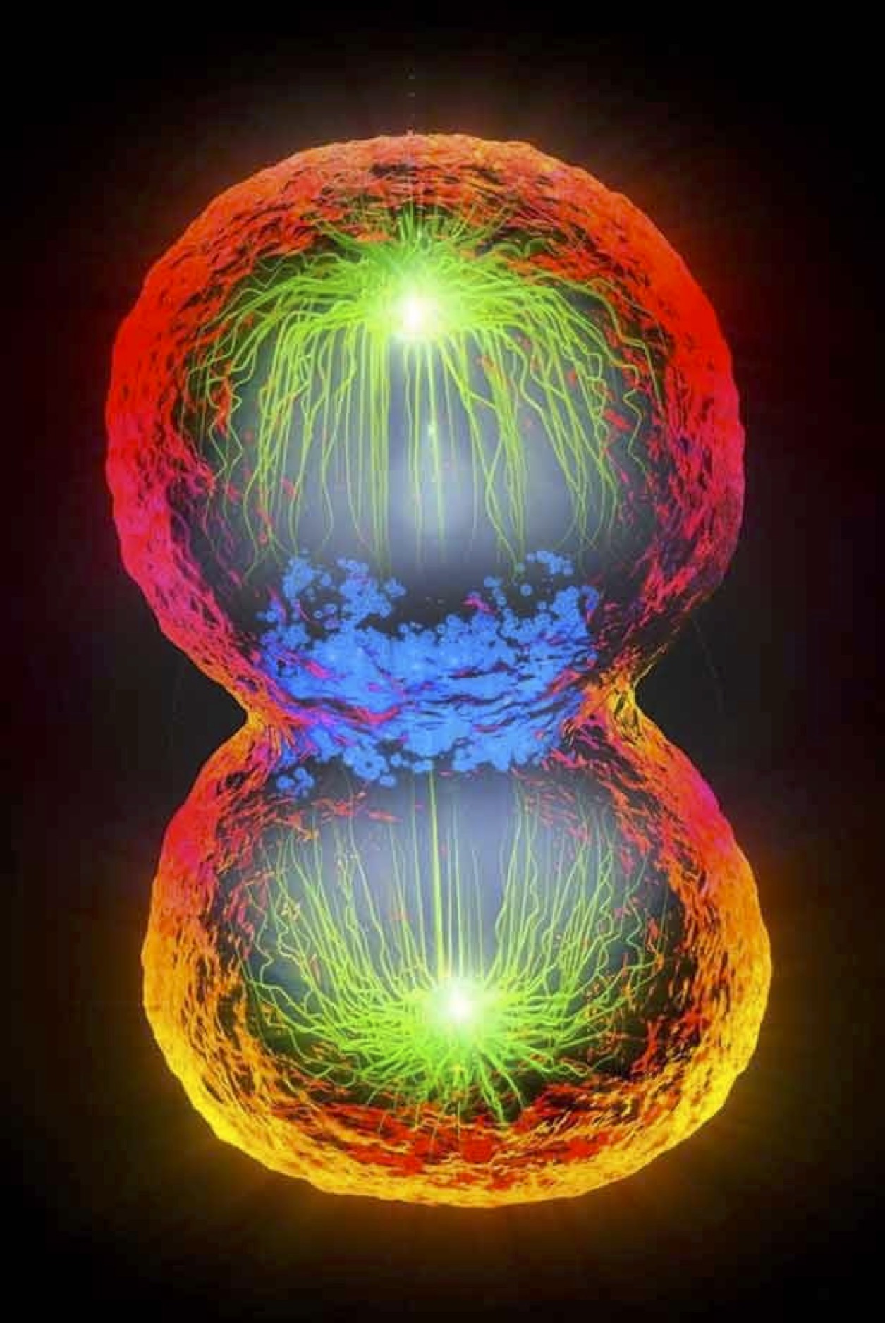 Our Sponsors – Australian Cell Cycle, DNA repair and Telomere Meeting